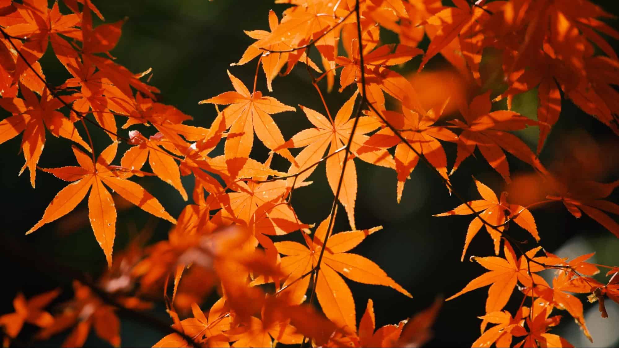 秩父の紅葉は日帰りで行ける？紅葉名所や混雑・渋滞を避ける方法やモデルコースを解説 - EcoFlow(エコフロー)公式ブログ